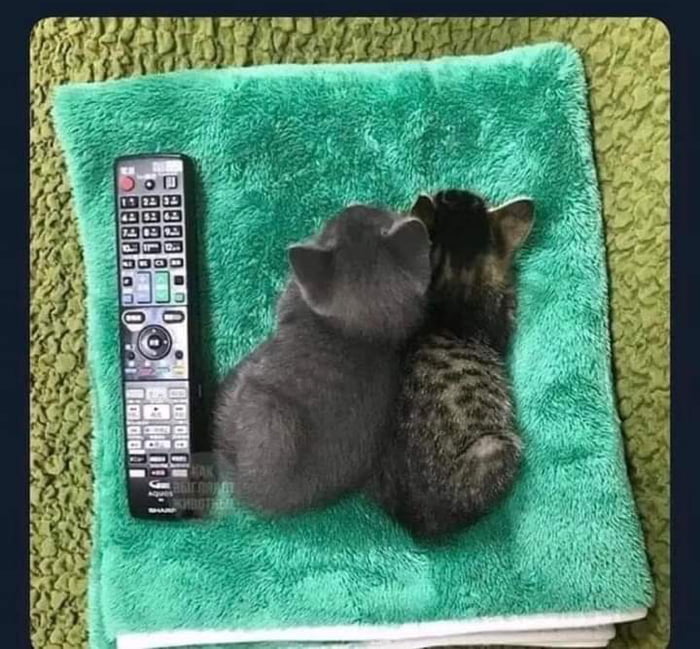 Adorable рџґ 9gag