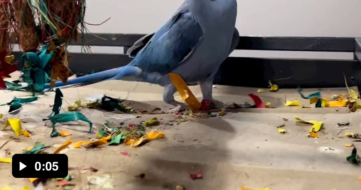 Parrot support - 9GAG