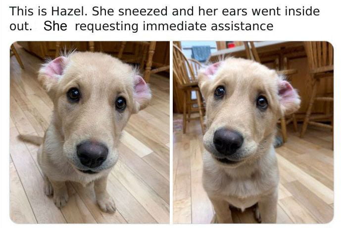 She needs help - 9GAG