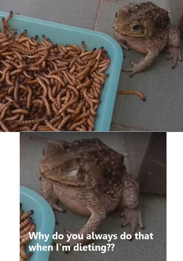 Domestic Frog problems... - 9GAG