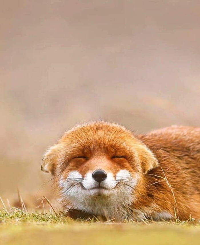Just a cute fox to brighten your day ^^ - 9GAG