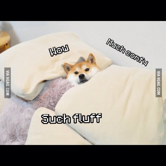 Such fluff - 9GAG