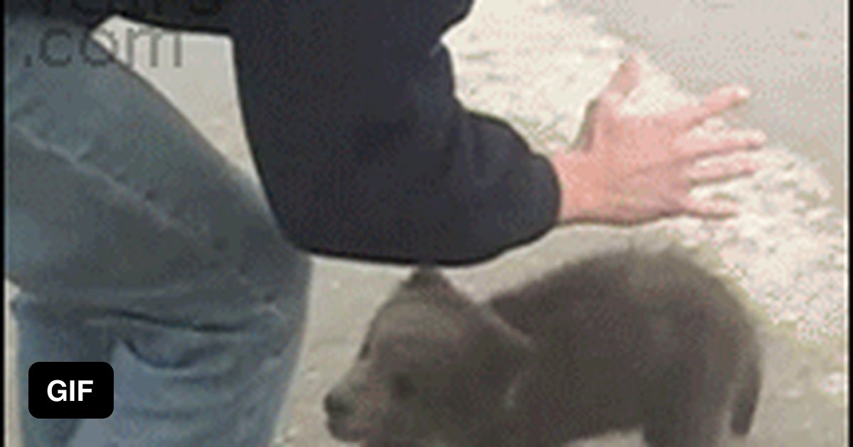 Bear cub attack - 9GAG