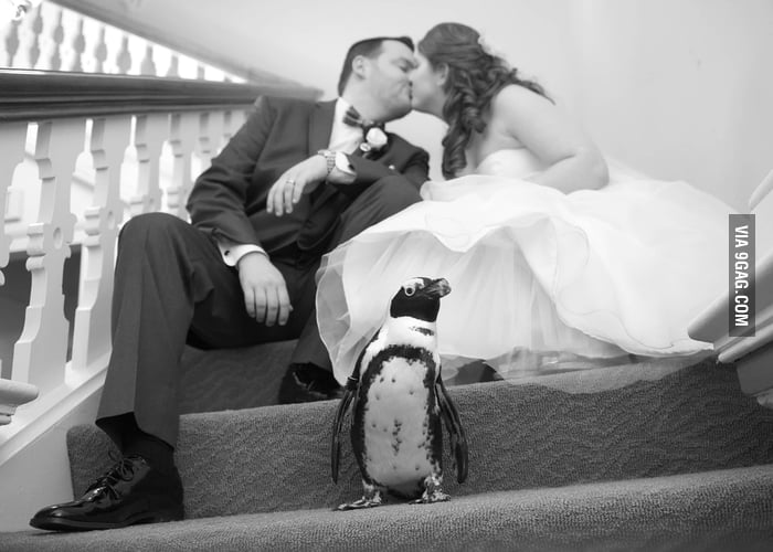 Here is a picture of us and the PENGUIN that attended our wedding. We ...