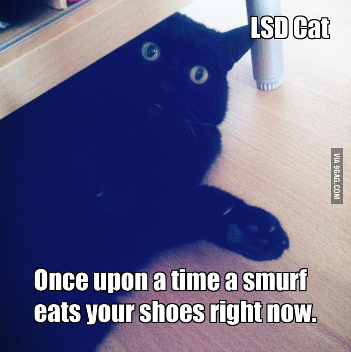 LSD Cat - 9GAG