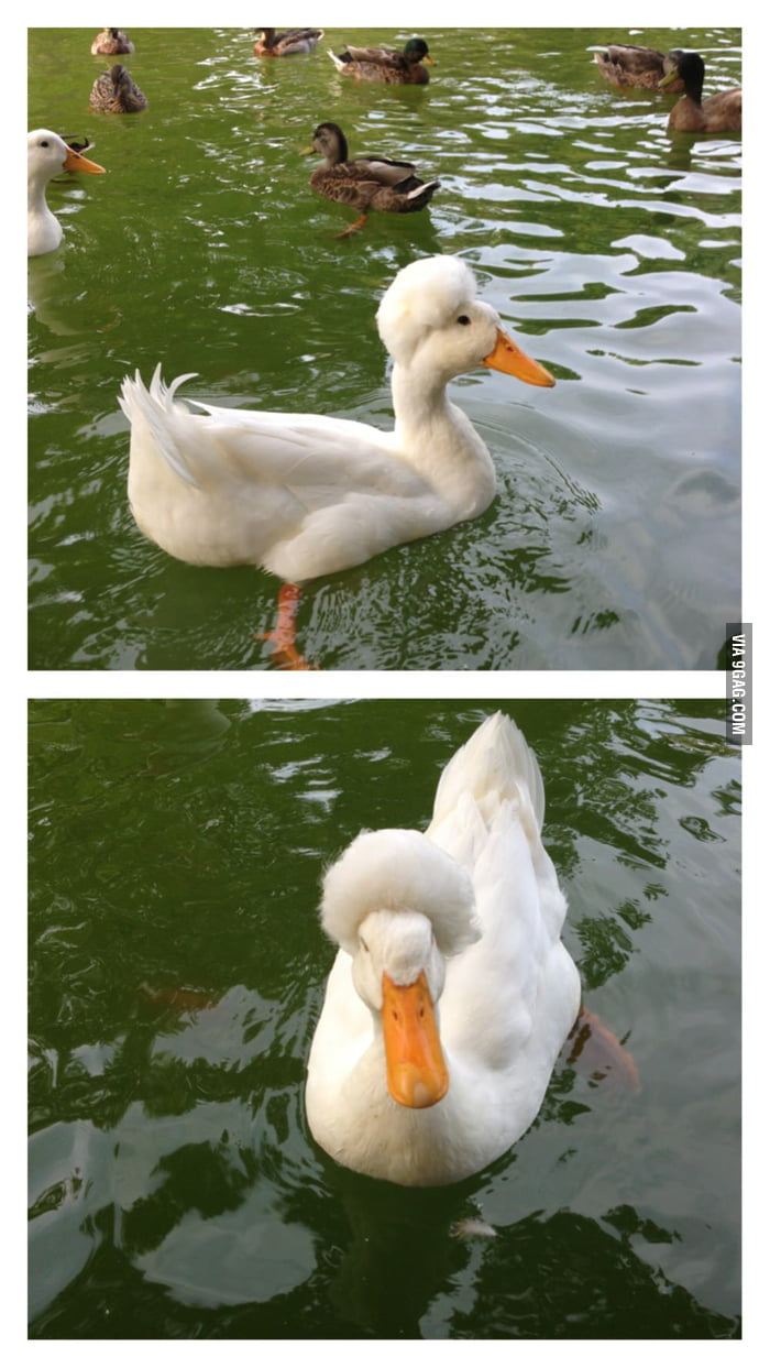 Meet afroduck, the famous duck of Ohio State University - 9GAG