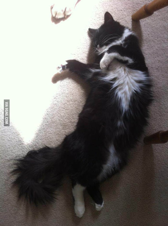It was jammin' to Thriller in her dreams.. - 9GAG