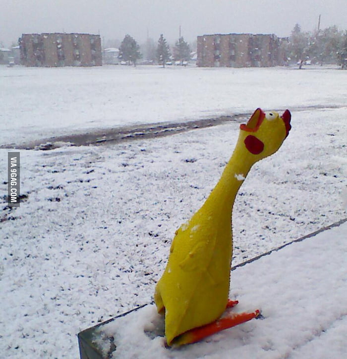 Dramatic Chicken being dramatic about the snow today - 9GAG
