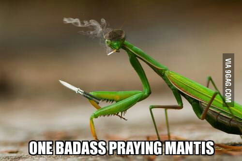 BADASS MANTIS - 9GAG