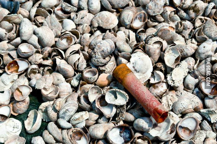 Shell among Shells - 9GAG
