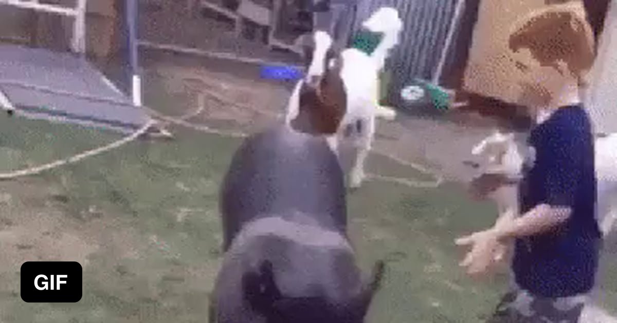 Hog rider in real life - 9GAG