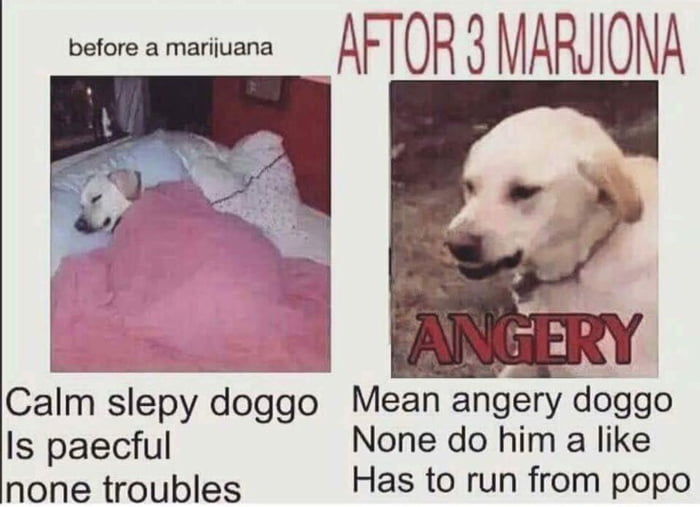 Angery Doggo - 9GAG