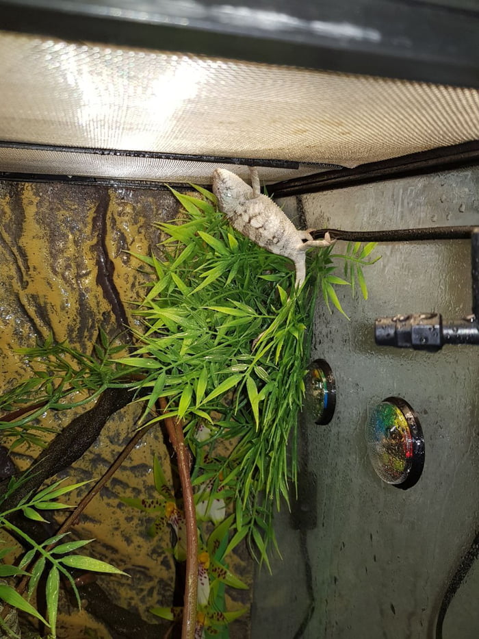 Dimitri the chameleon practicing for a mission impossible movie... - 9GAG