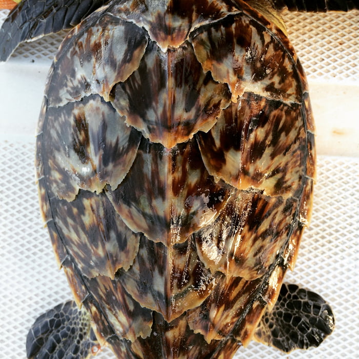Pattern on the shell of a Hawksbill sea turtle - 9GAG
