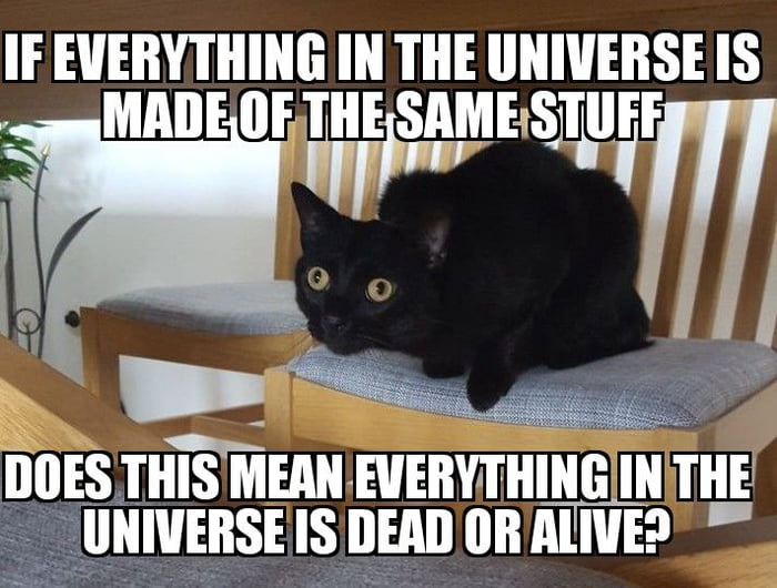 Existential crisis cat - 9GAG
