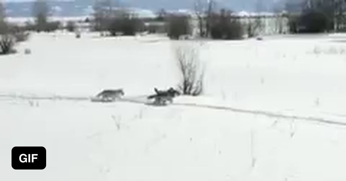 Ecosystem and the Wolves - 9GAG