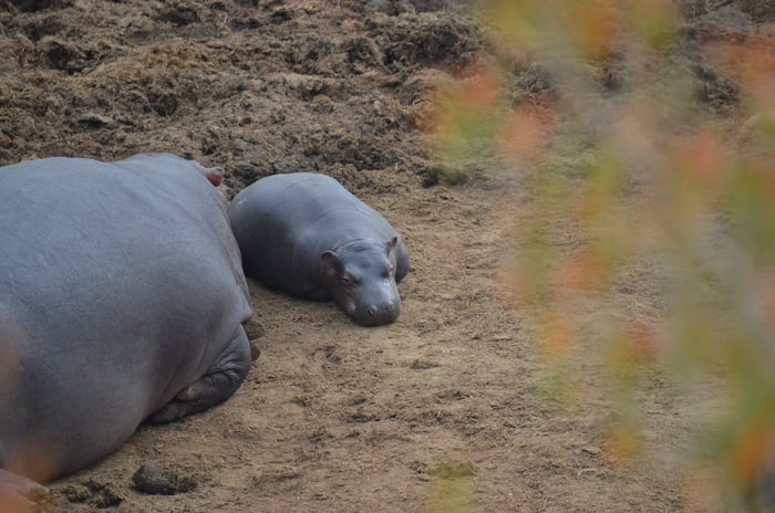 So baby hippos are just jelly beans - 9GAG