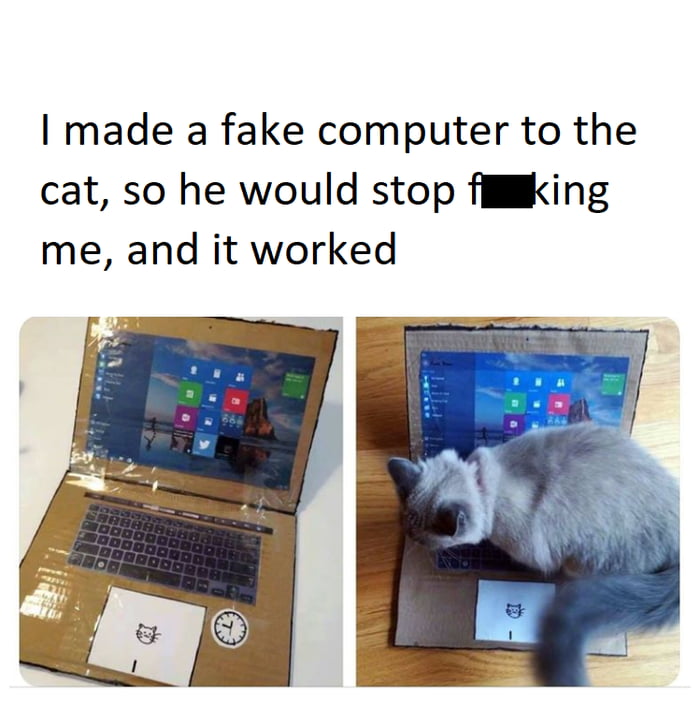 Damn cat, you lose - 9GAG