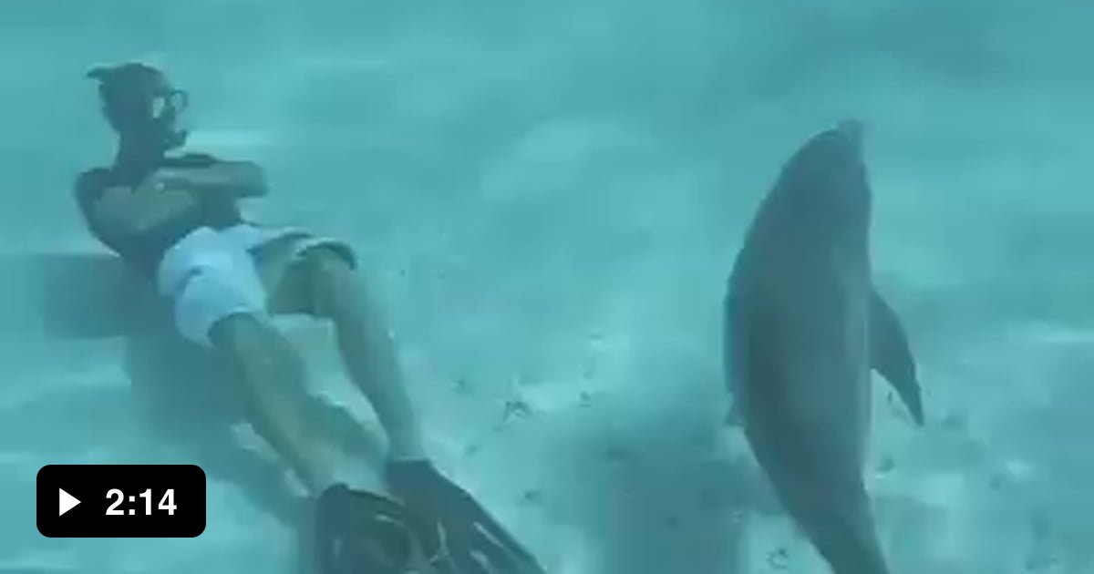 Swim with horny dolphins? Seems good idea to me - 9GAG