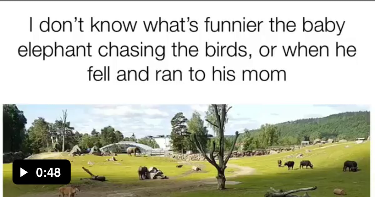 Bird bird bird bird......(fall down noise)....aaaaaa MOOOM MOOOM - 9GAG