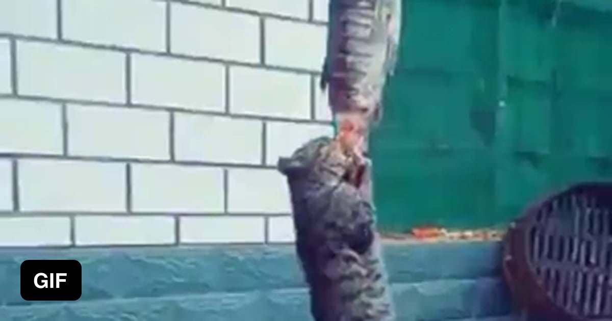 This cat touching da fishy! - 9GAG