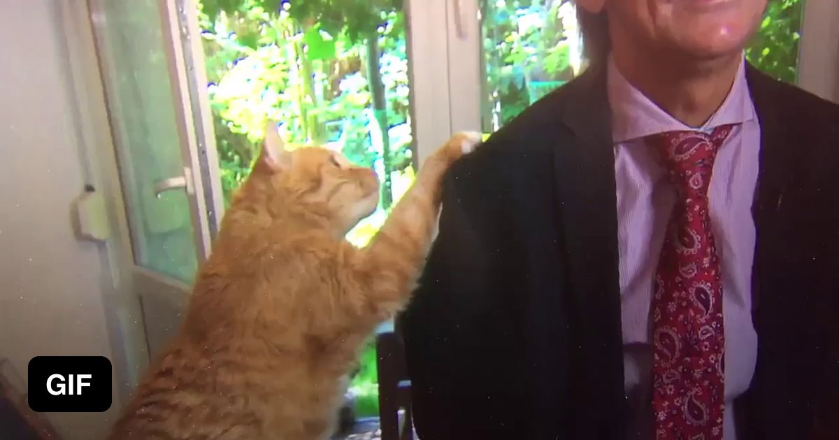 Cat interrupts interview during Polish news broadcast. - 9GAG