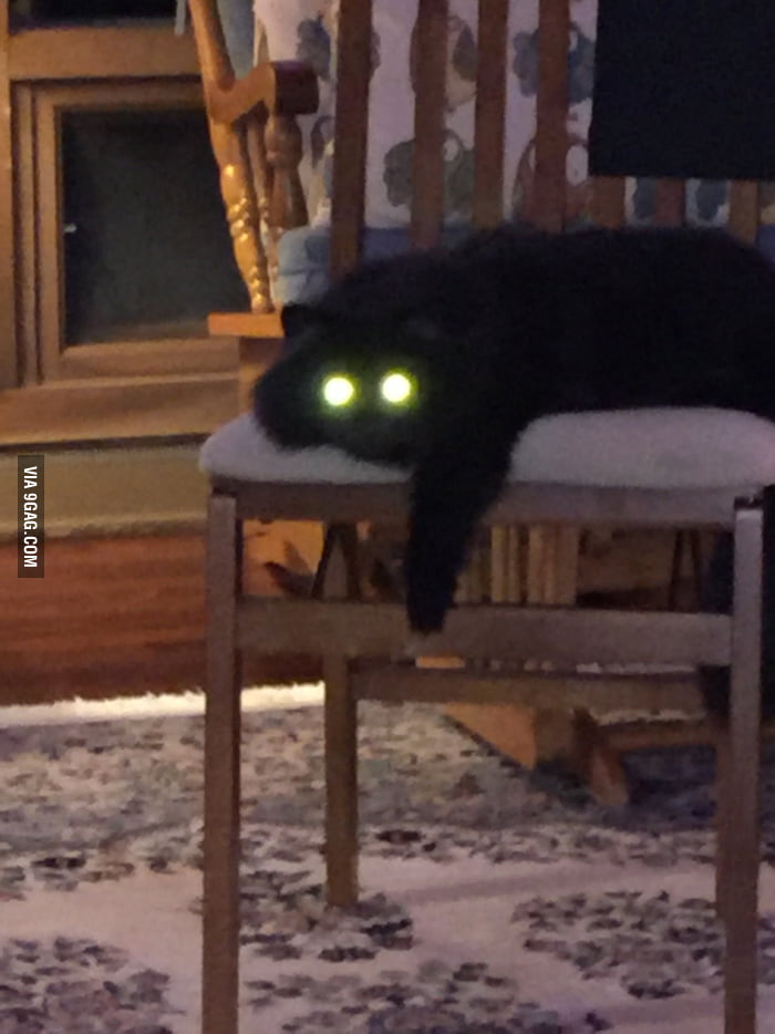 When your cat is fully charged - 9GAG