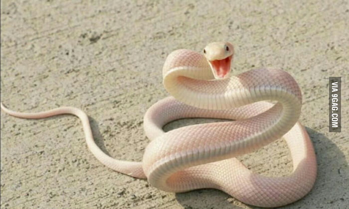 Happy snek is happy - 9GAG