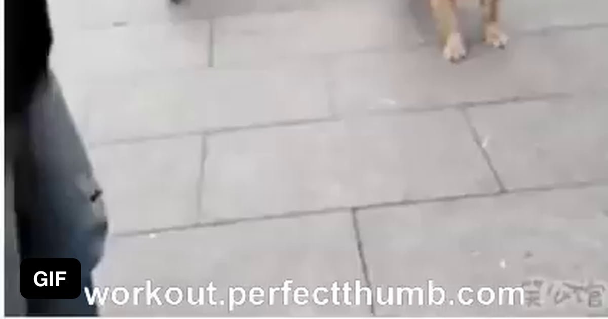 Doge fight!!! - 9GAG