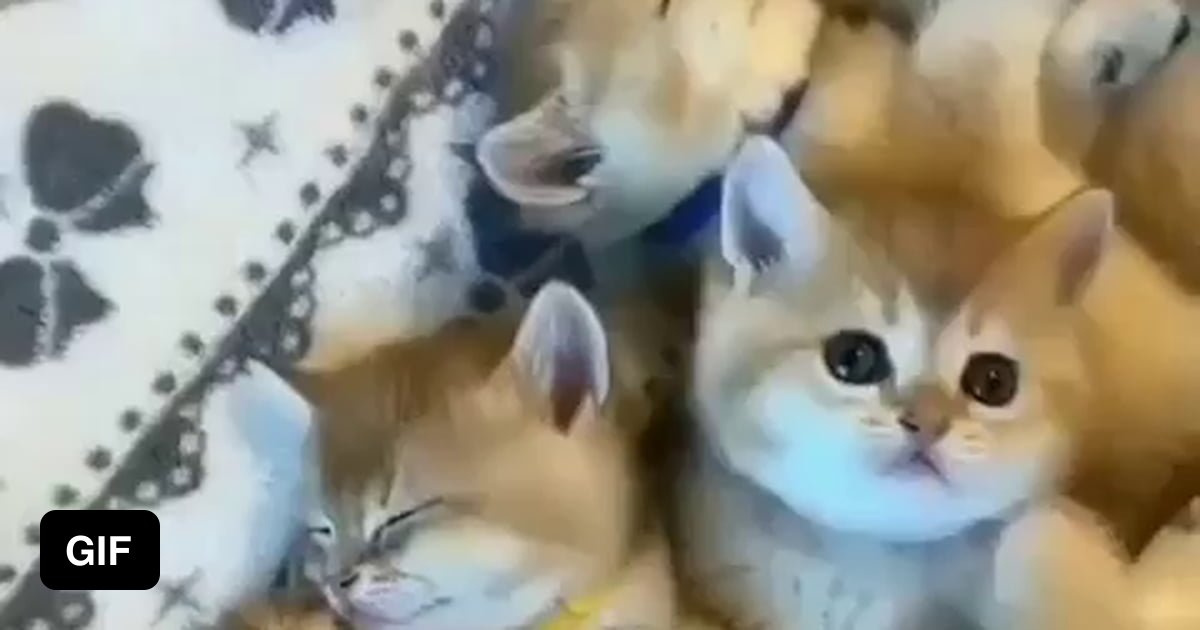 Spot the troublemaker - 9GAG