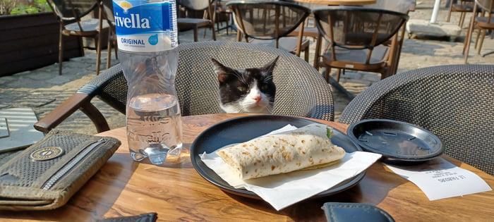 Visiting cat at cafe table, smelled the bacon sandwich... reminded me ...