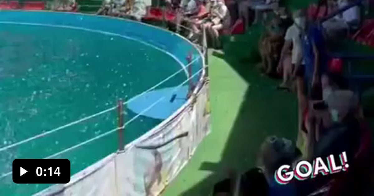 Dolifinius Yeetacus, Yeeter Of The Ball, Killer Of Cameramen - 9GAG