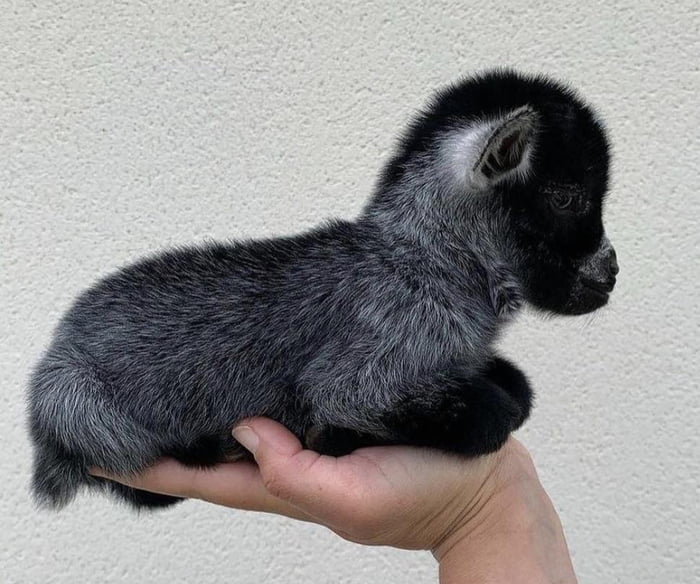 Baby goat - 9GAG