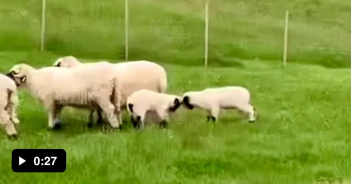 An adorable disagreement between sheep - 9GAG