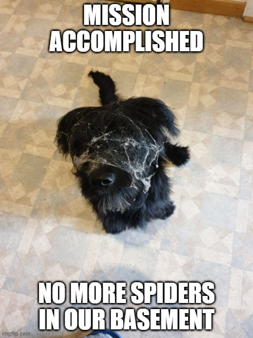 And no more cobwebs tho - 9GAG
