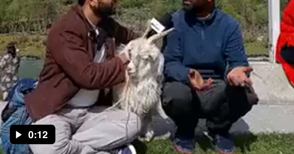 This goat is done with interview - 9GAG
