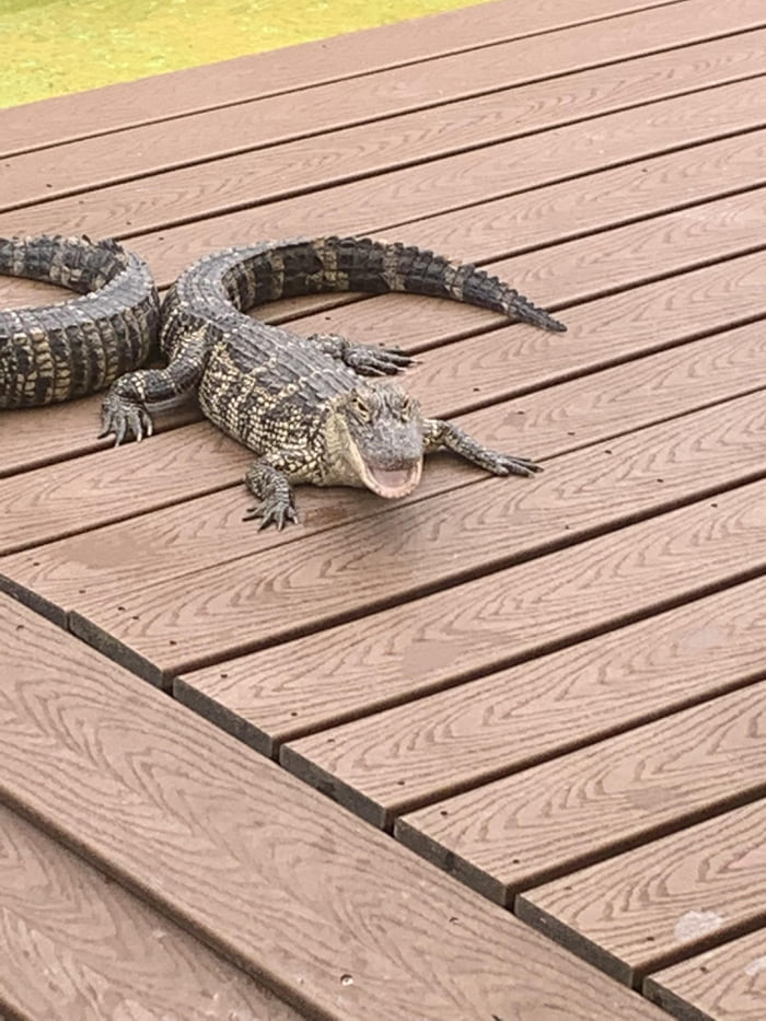 This gator at Gatorland looks like he’s smiling - 9GAG