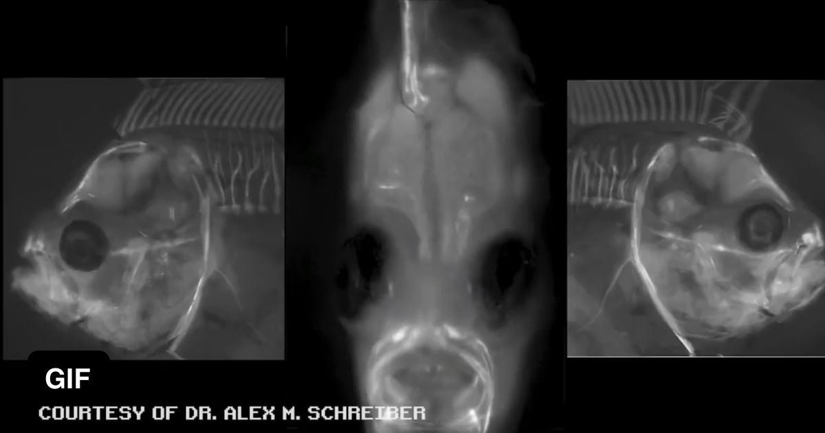 The metamorphosis of a flatfish. These fish start out bilaterally ...