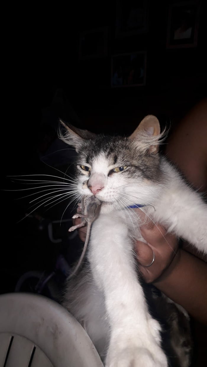 Hoy mi gato cazó un peronista - 9GAG