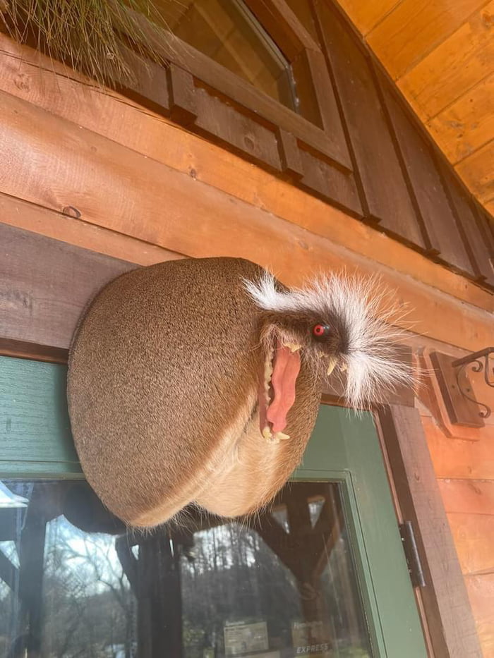 This “Utah Werewolf” taxidermy from a Facebook taxidermy page. - 9GAG