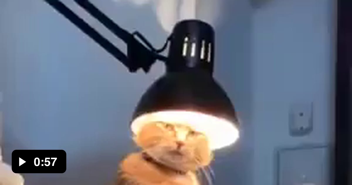 Professor Kitty - 9GAG