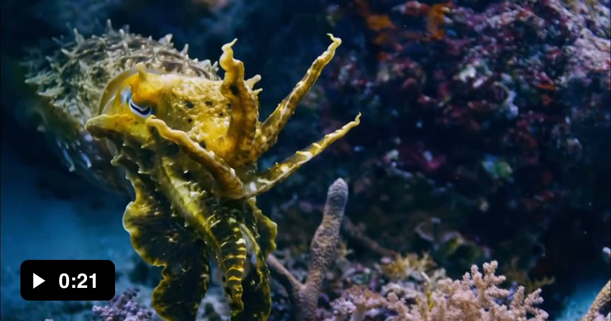 Cuttlefish amaze me how they hypnotize crabs - 9GAG