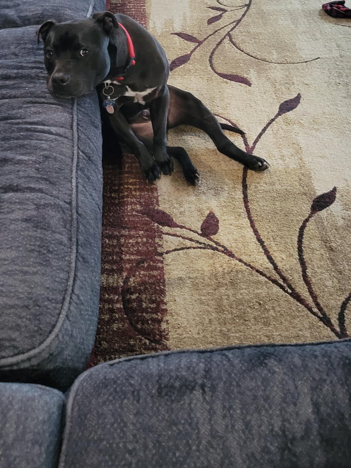 He loves the couch, but is not allowed on the couch - 9GAG