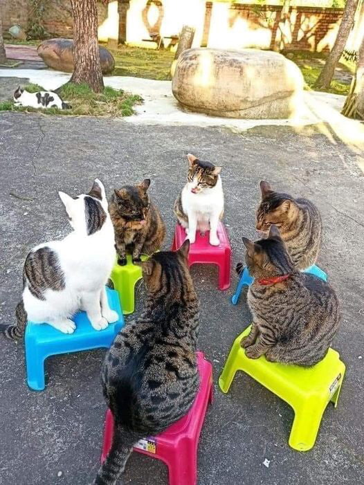 Council of cats - 9GAG