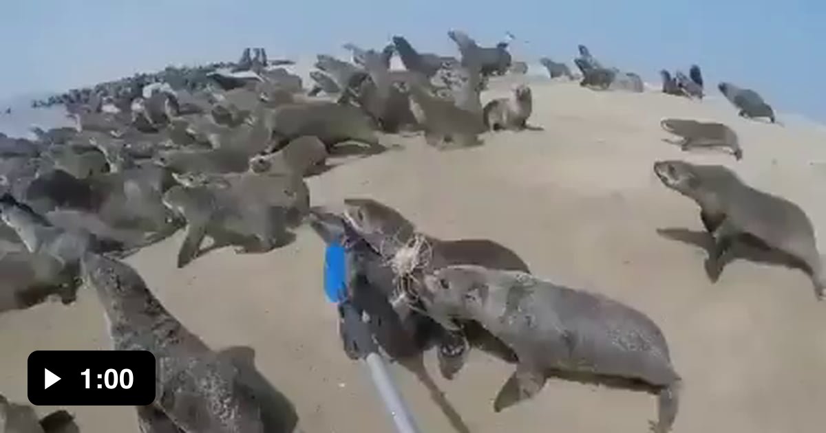 Catching a Seal - 9GAG