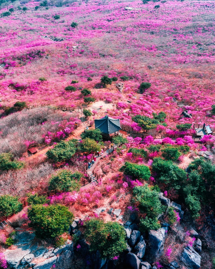 Seemingly endless field of Korean rosebay flowers on Mt. Biseul, Daegu ...
