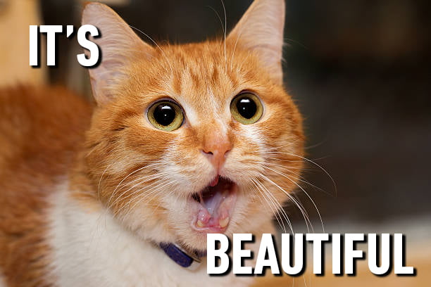 Show me your cat memes - 9GAG