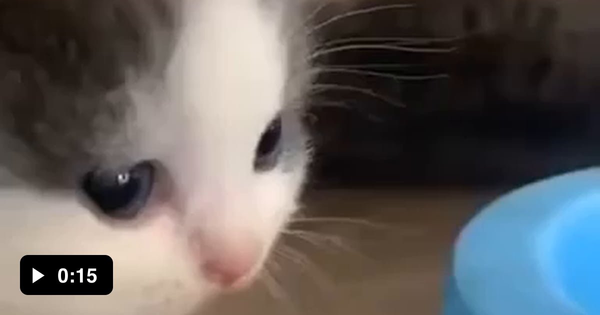Original hehe kitten (full vid) - 9GAG