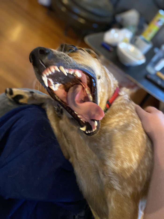 What’s he laughing at? Wrong answers only - 9GAG