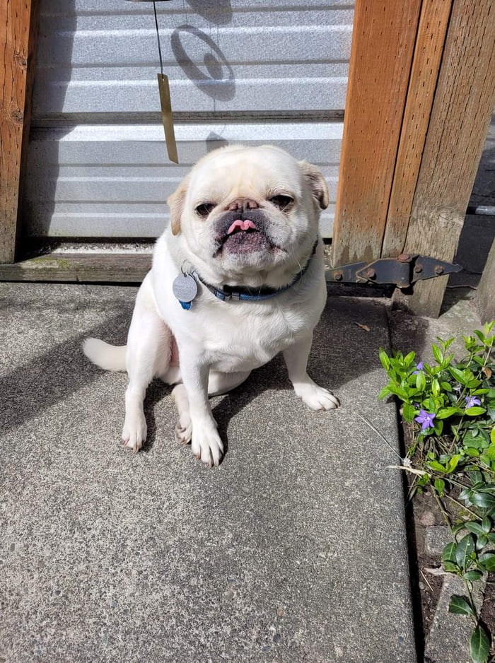 Siggy is having one of those days - 9GAG